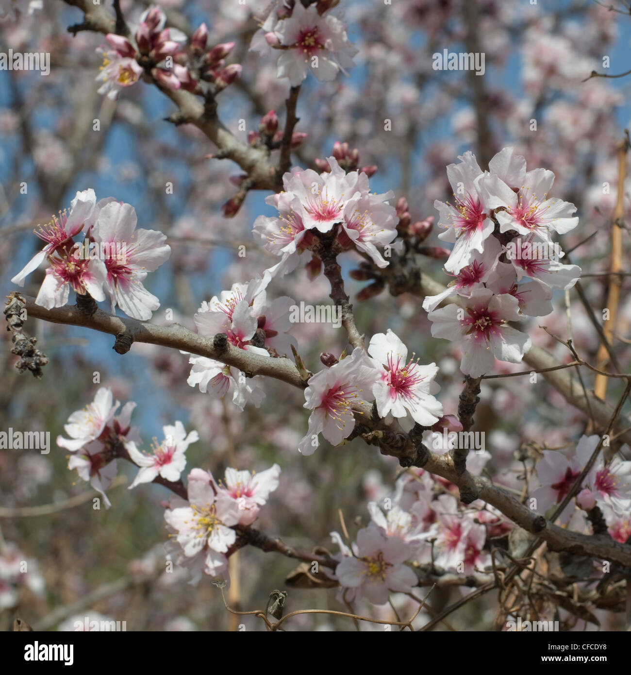 Almond tree france hi-res stock photography and images - Alamy