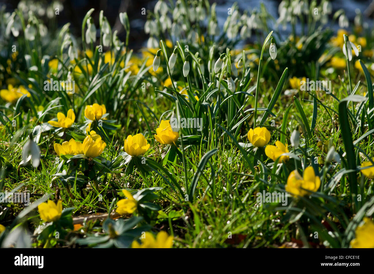 Snowdrops and Winter Aconite in Spring Stock Photo - Alamy