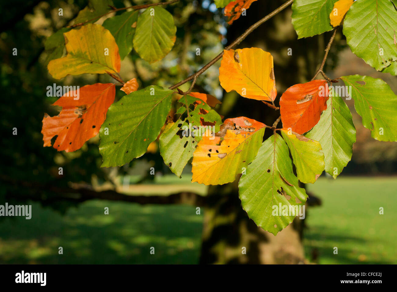 Indian beech tree hi-res stock photography and images - Alamy