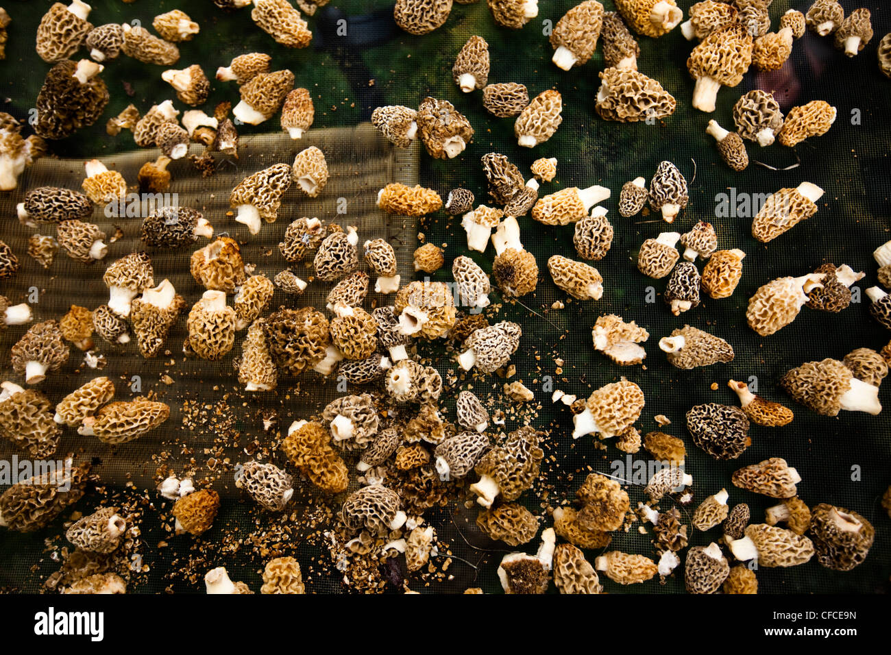 Detail shot of freshly picked morel mushrooms drying in Montana Stock ...
