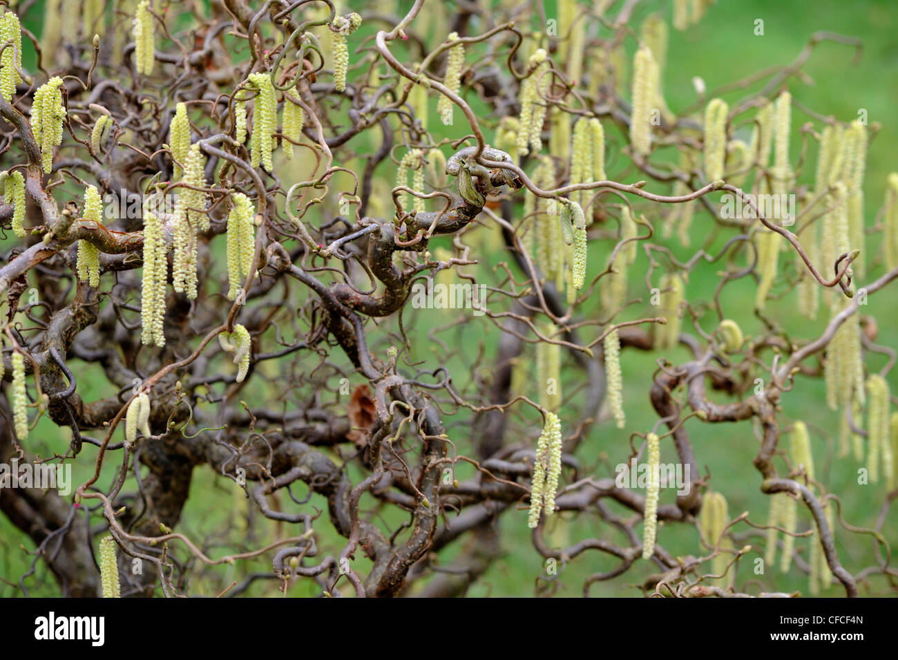 Corkscrew hazel tree ornamental tree hi-res stock photography and ...