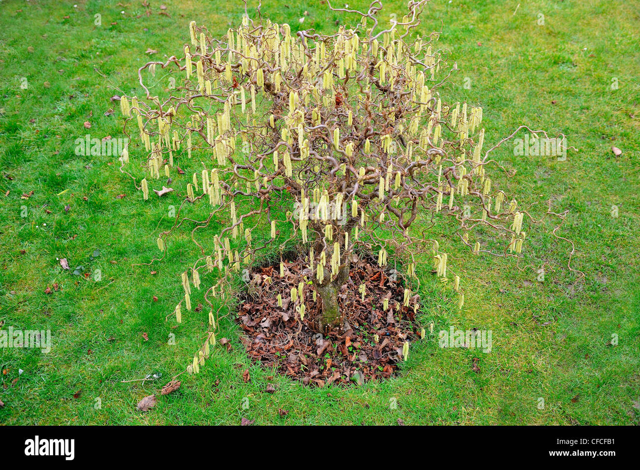 Corkscrew hazel tree ornamental tree hi-res stock photography and ...