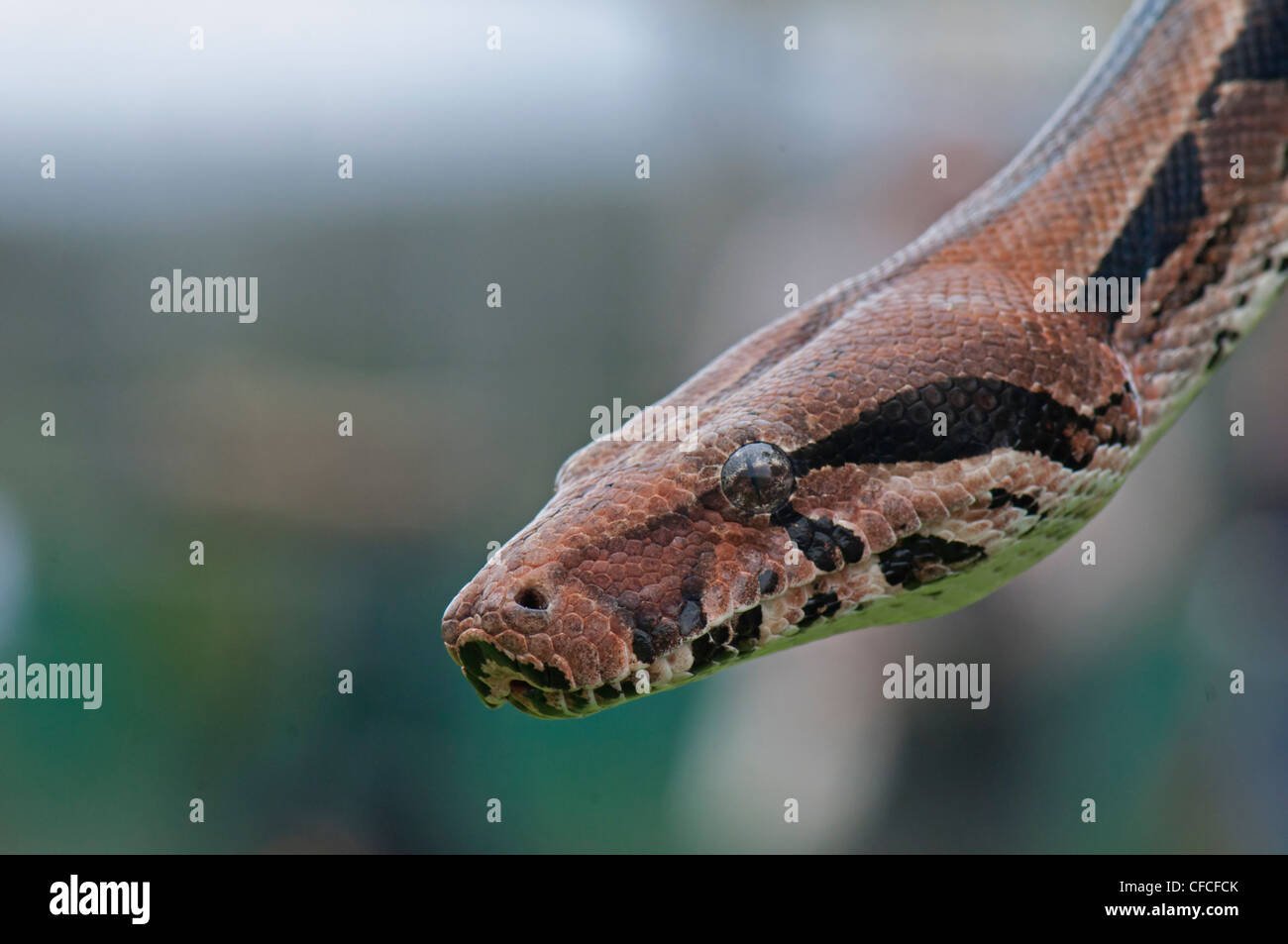 BOA CONSTRICTOR imperator (BCI) B. constrictor Stock Photo - Alamy
