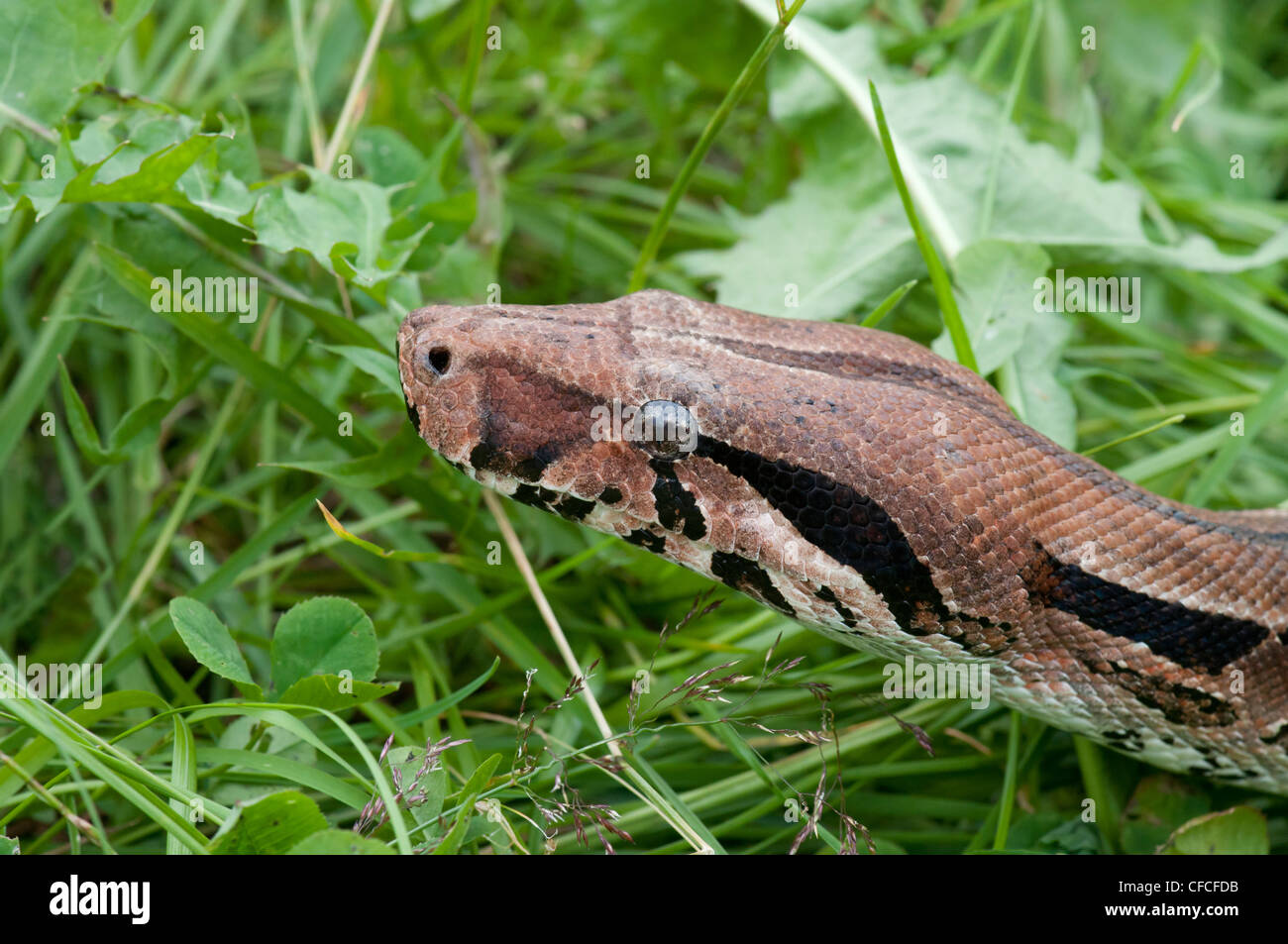 BOA CONSTRICTOR imperator (BCI) B. constrictor Stock Photo - Alamy