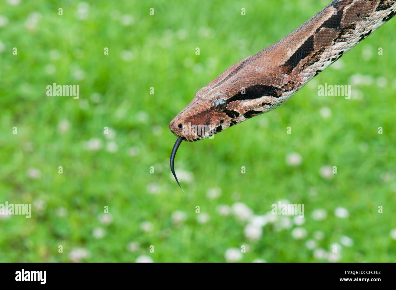 BOA CONSTRICTOR imperator (BCI) B. constrictor Stock Photo - Alamy