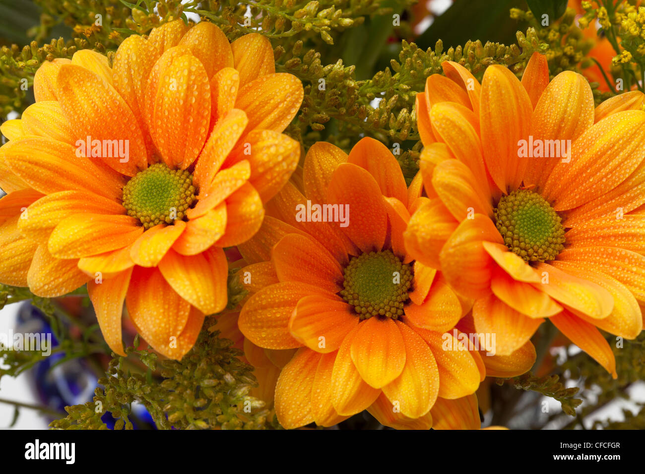 Bunch of orange chrysanthemum flowers, closeup Stock Photo - Alamy