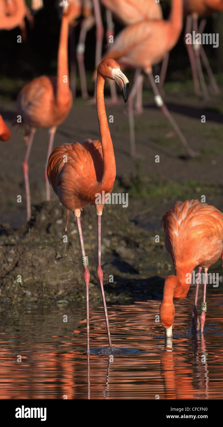Caribbean flamingos hi-res stock photography and images - Alamy
