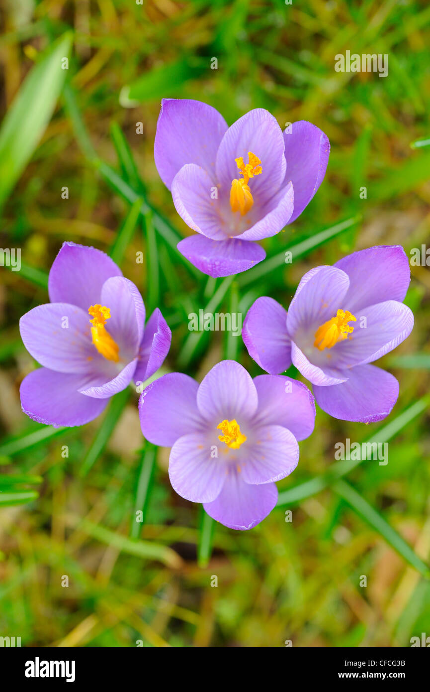 Springtime clump of crocuses showing stamens, UK, March Stock Photo - Alamy