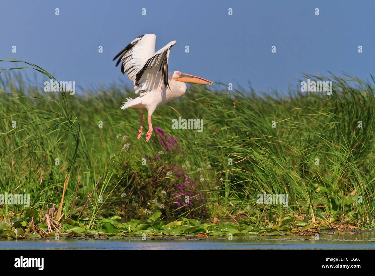 white pelican in flight Stock Photo - Alamy