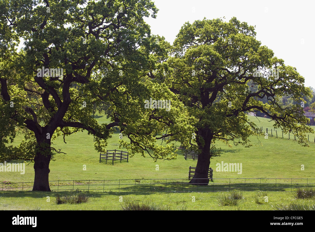 Oak trees spring near Hare Hill Alderley Edge Cheshire England Stock ...