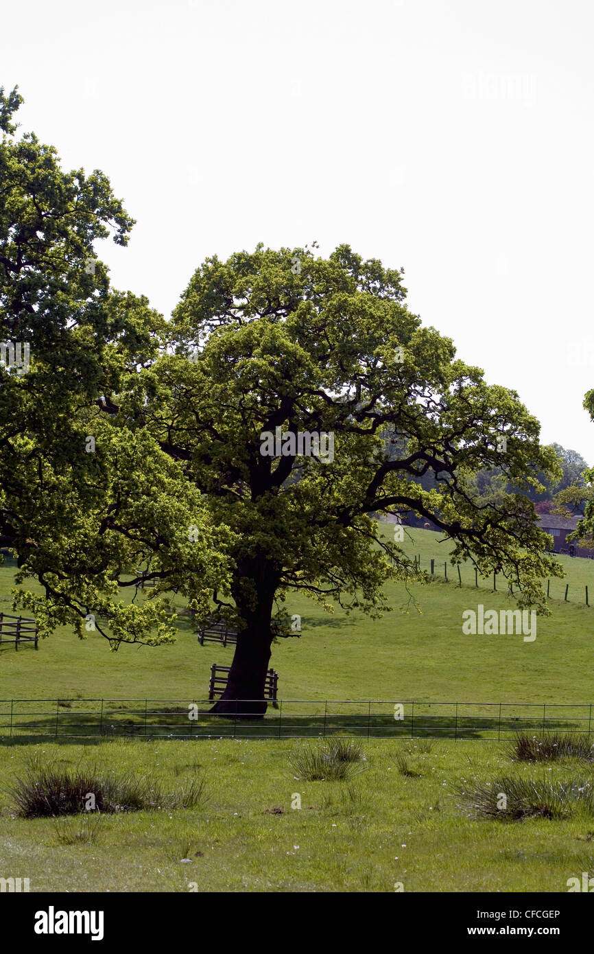 Oak trees spring near Hare Hill Alderley Edge Cheshire England Stock ...