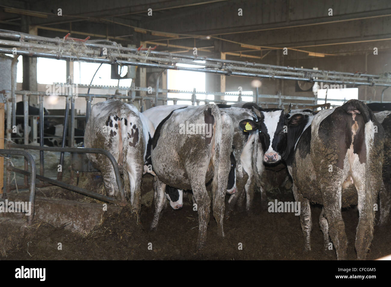 Cows in farm in Parma, Italy. The cows' raw milk is used to make ...