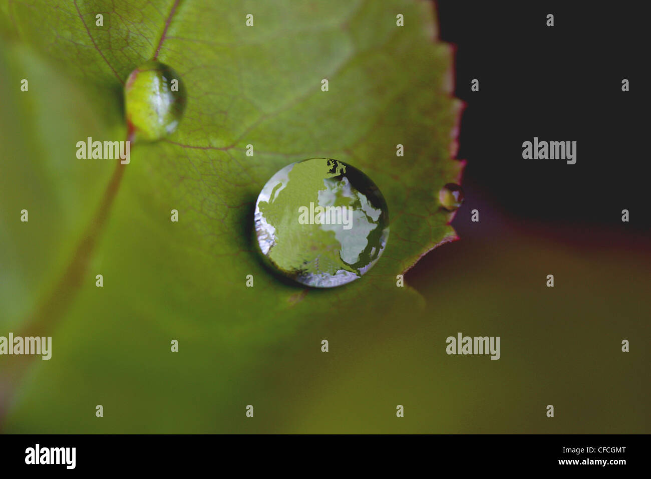 Waterworld - a droplet of water on a leaf shows a subtle map of the ...