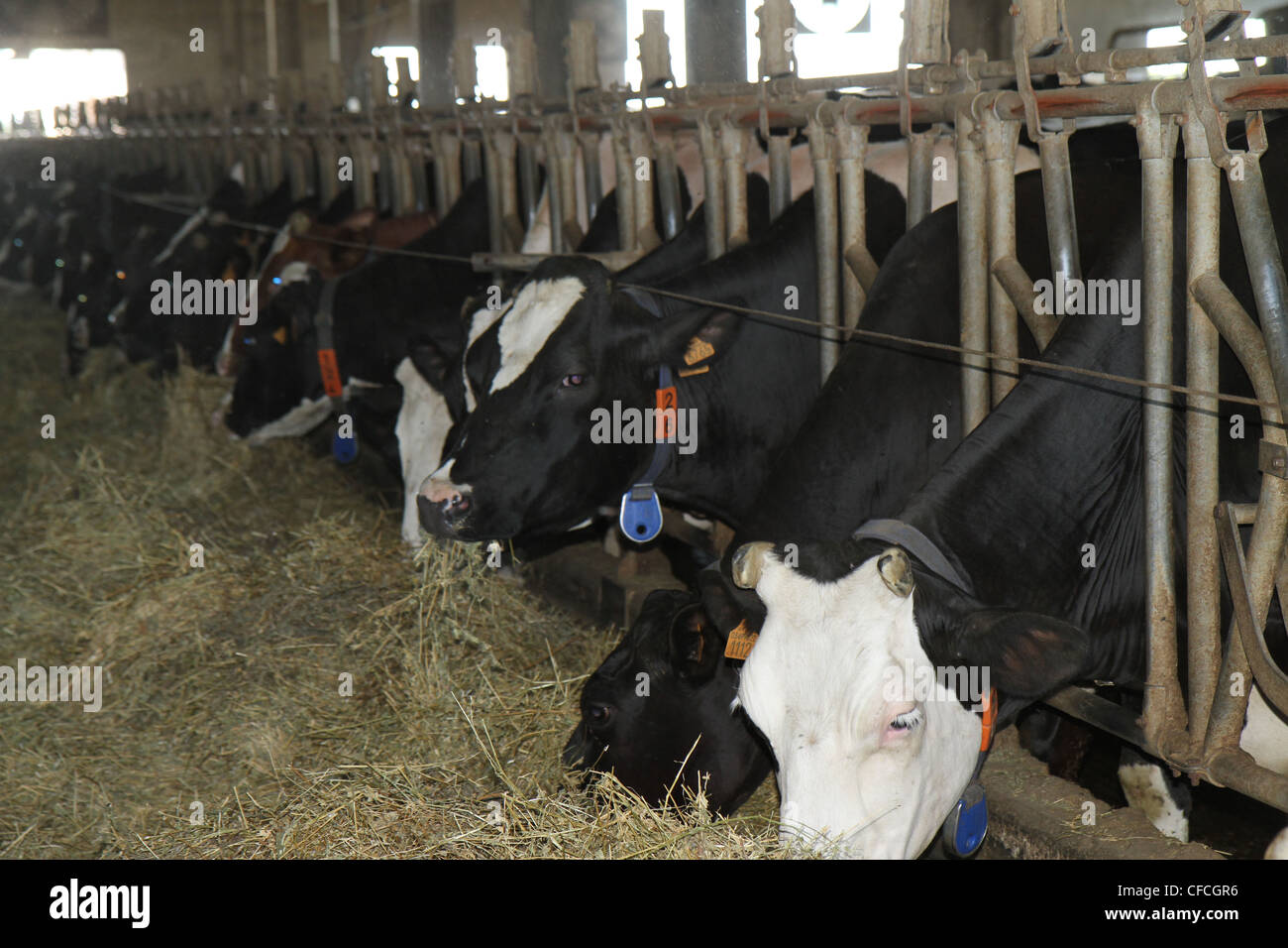 Cows in farm in Parma, Italy. The cows' raw milk is used to make ...