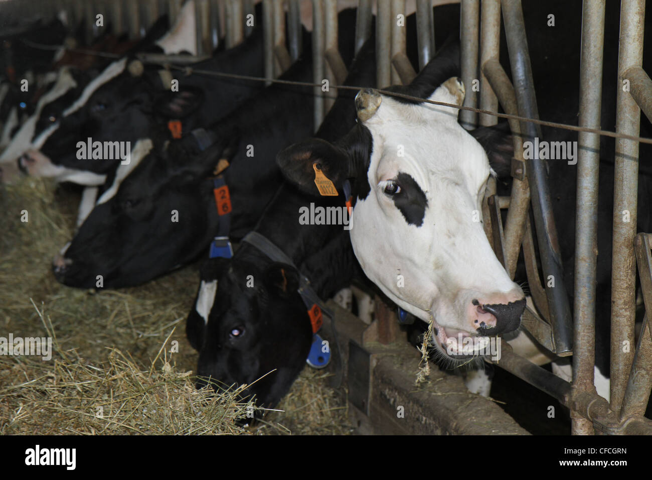 Raw cow milk hi-res stock photography and images - Alamy