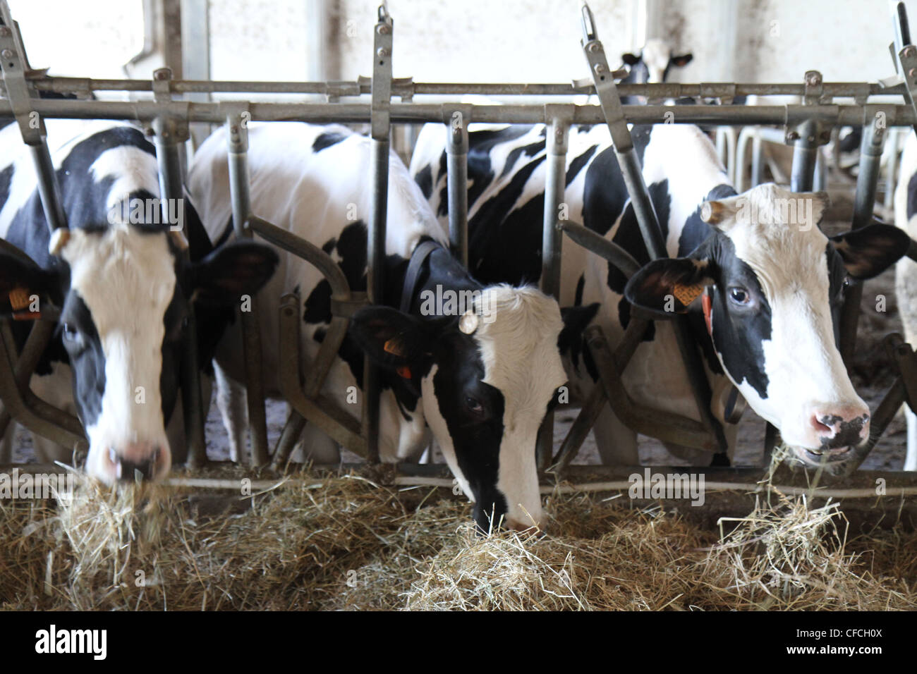 Cows in farm in Parma, Italy. The cows' raw milk is used to make ...