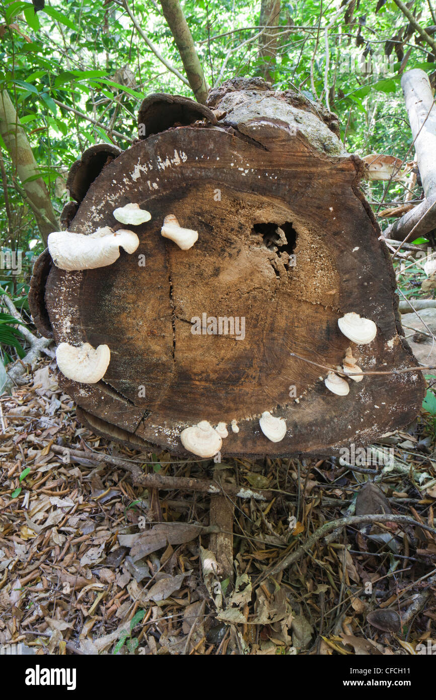 Rotting tree in tropical Rain Forest Stock Photo - Alamy