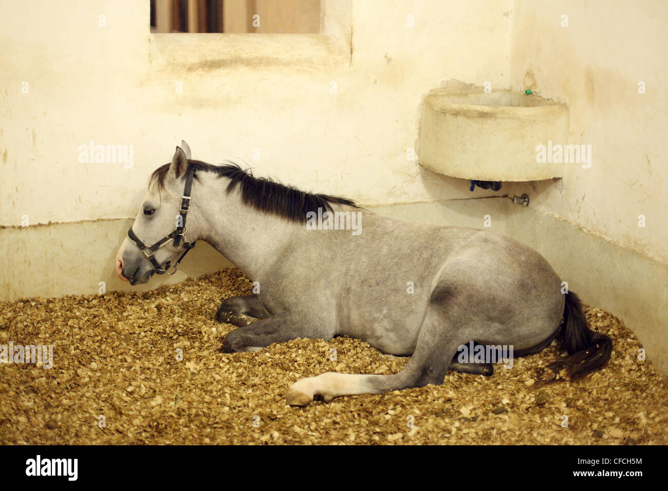 Arabian horse in the stable Stock Photo - Alamy