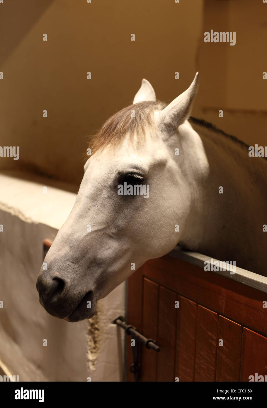 Arabian horse in the stable Stock Photo - Alamy