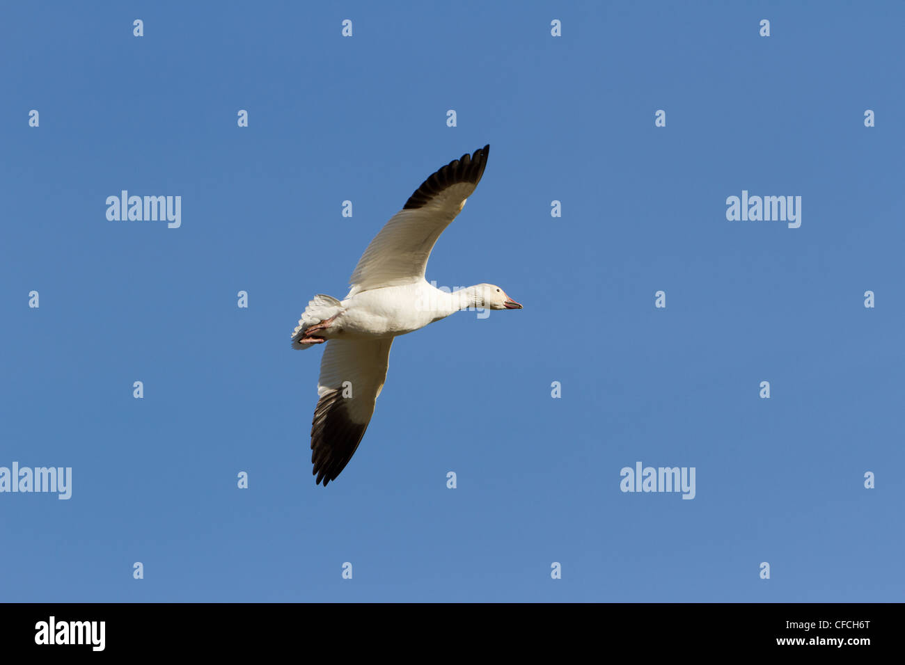 Flying Snow Goose, migratory bird Stock Photo - Alamy
