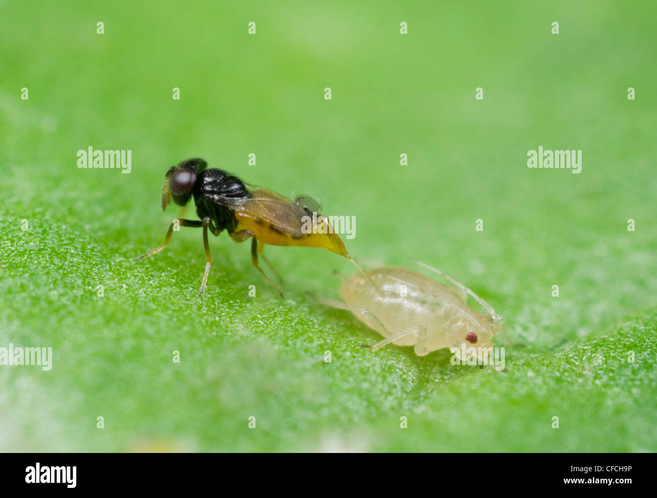 Parasitic wasp laying an egg in a Green Peach aphid Stock Photo - Alamy