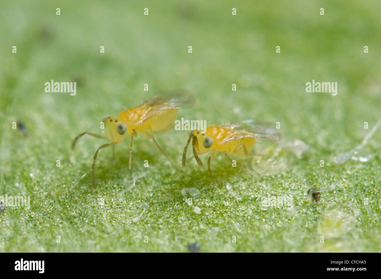 Whitefly control hi-res stock photography and images - Alamy