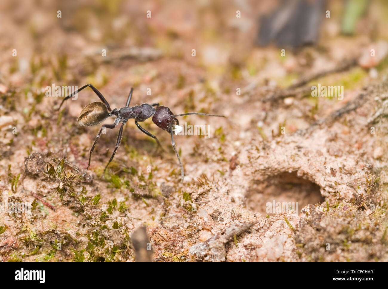 Australian Golden sugar ant carrying food to nest Stock Photo - Alamy