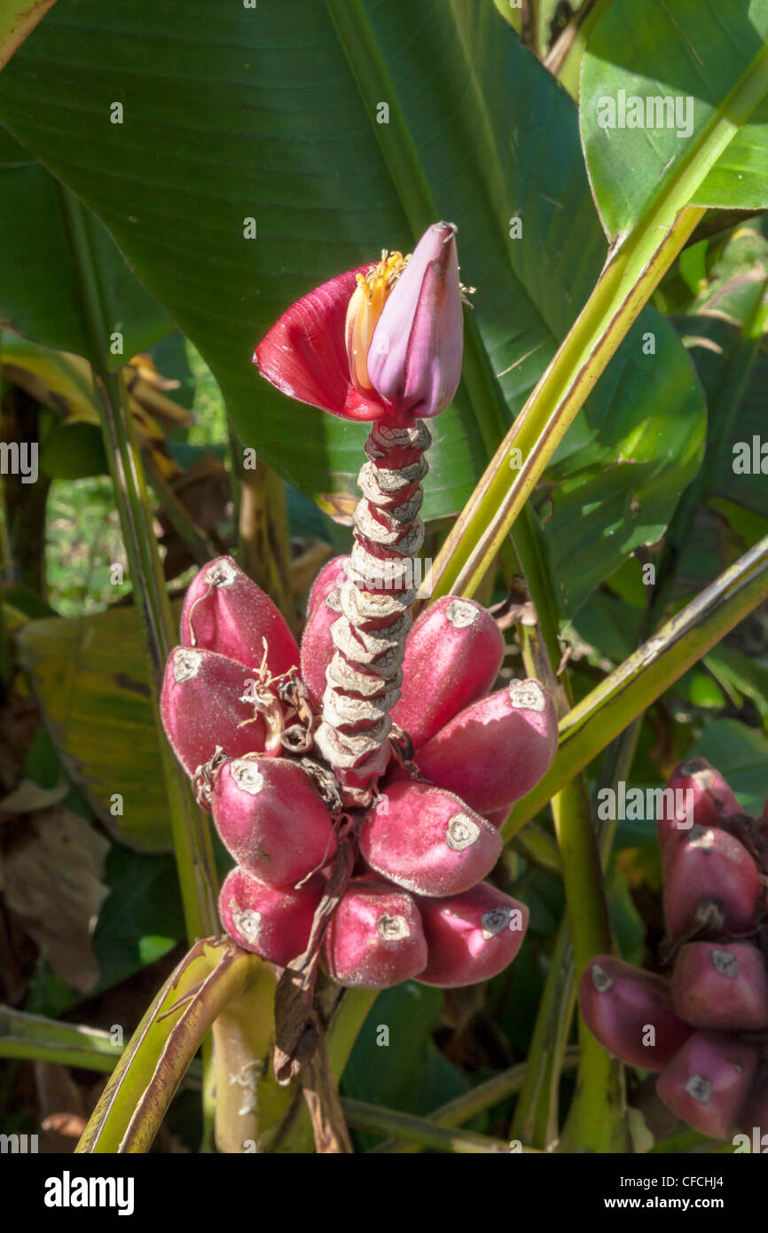 Pink banana hi-res stock photography and images - Alamy