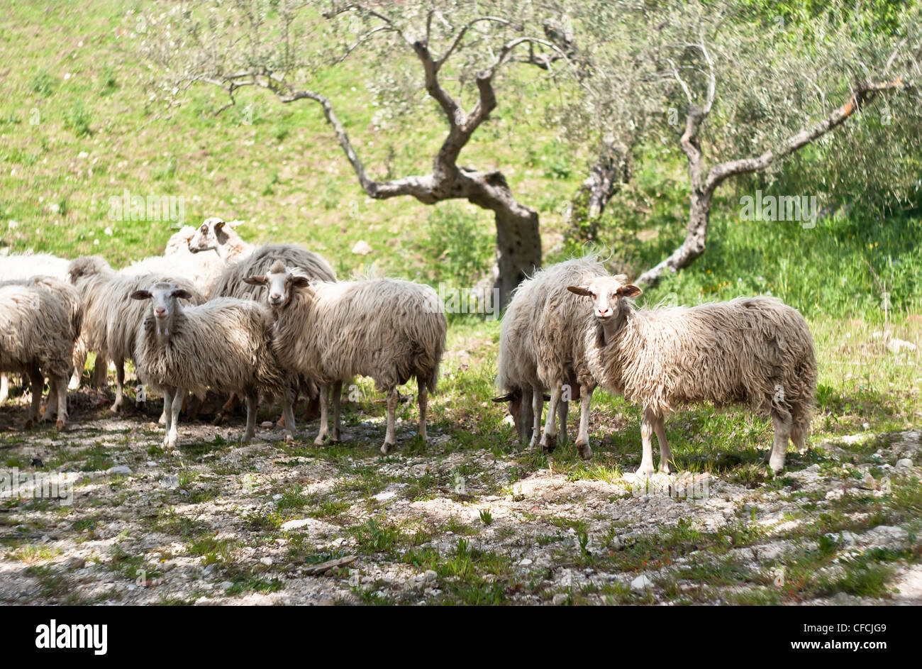 Olive tree sheep hi-res stock photography and images - Alamy