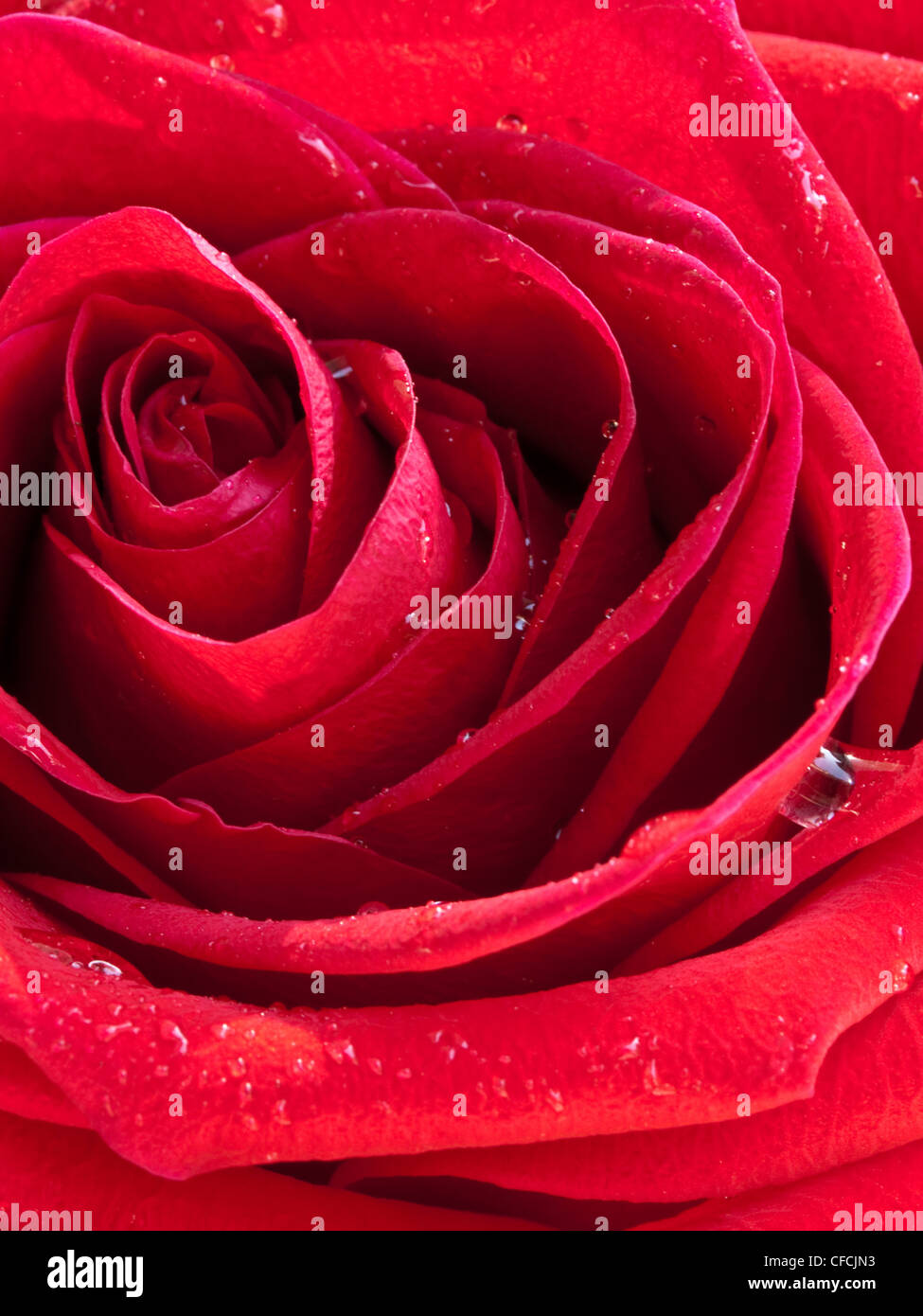 Close-up of Red Rose Stock Photo - Alamy