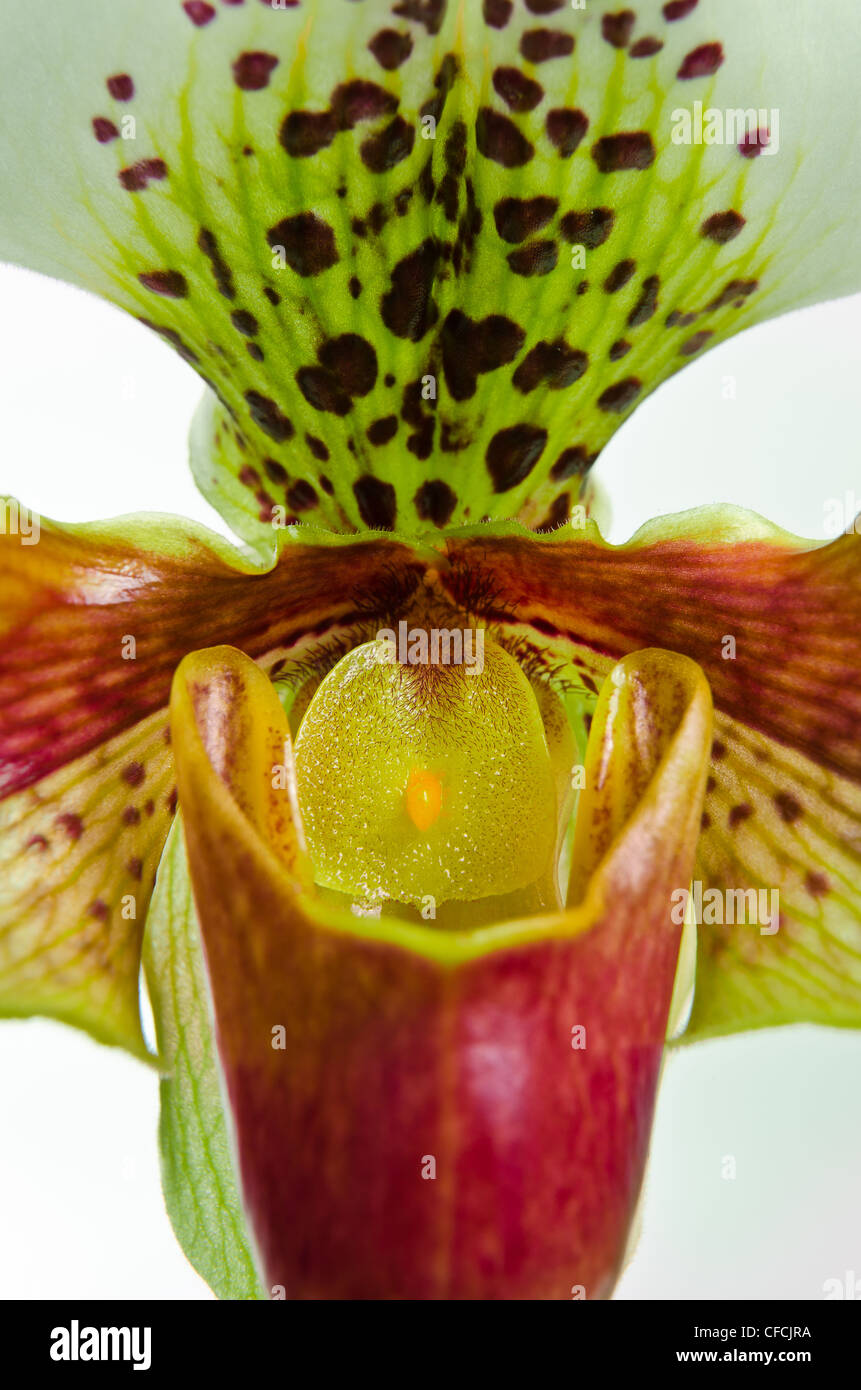Close up of orchid (Paphiopedilum Maudiae) and vase on white background ...