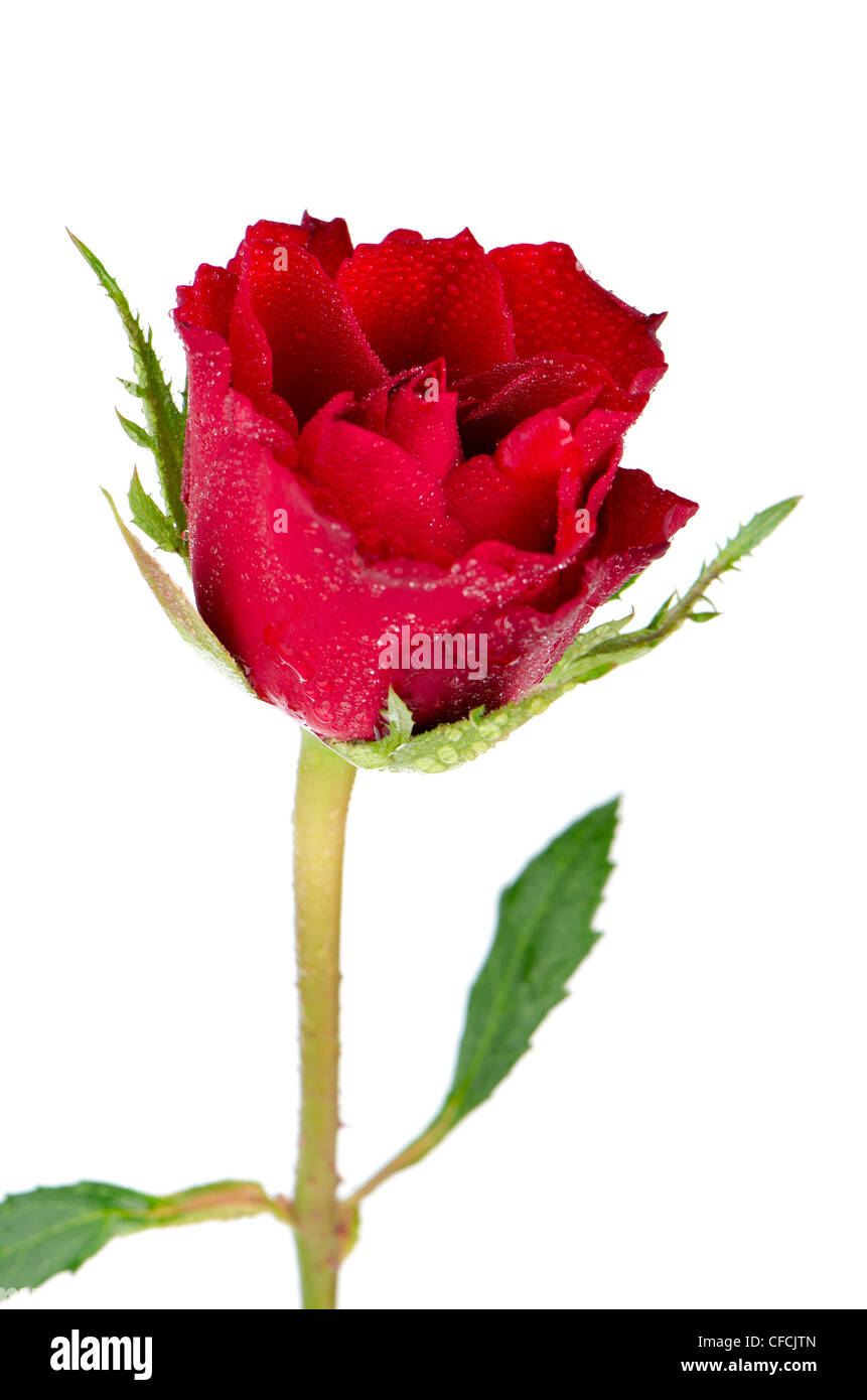 Beatiful red rose on white background Stock Photo - Alamy