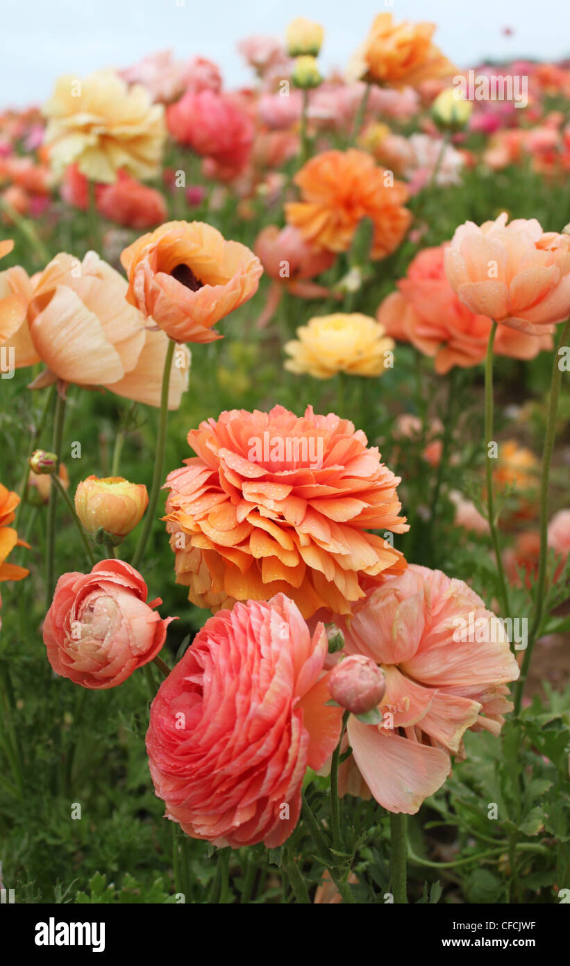 Groups of flowers on a flower field Stock Photo - Alamy
