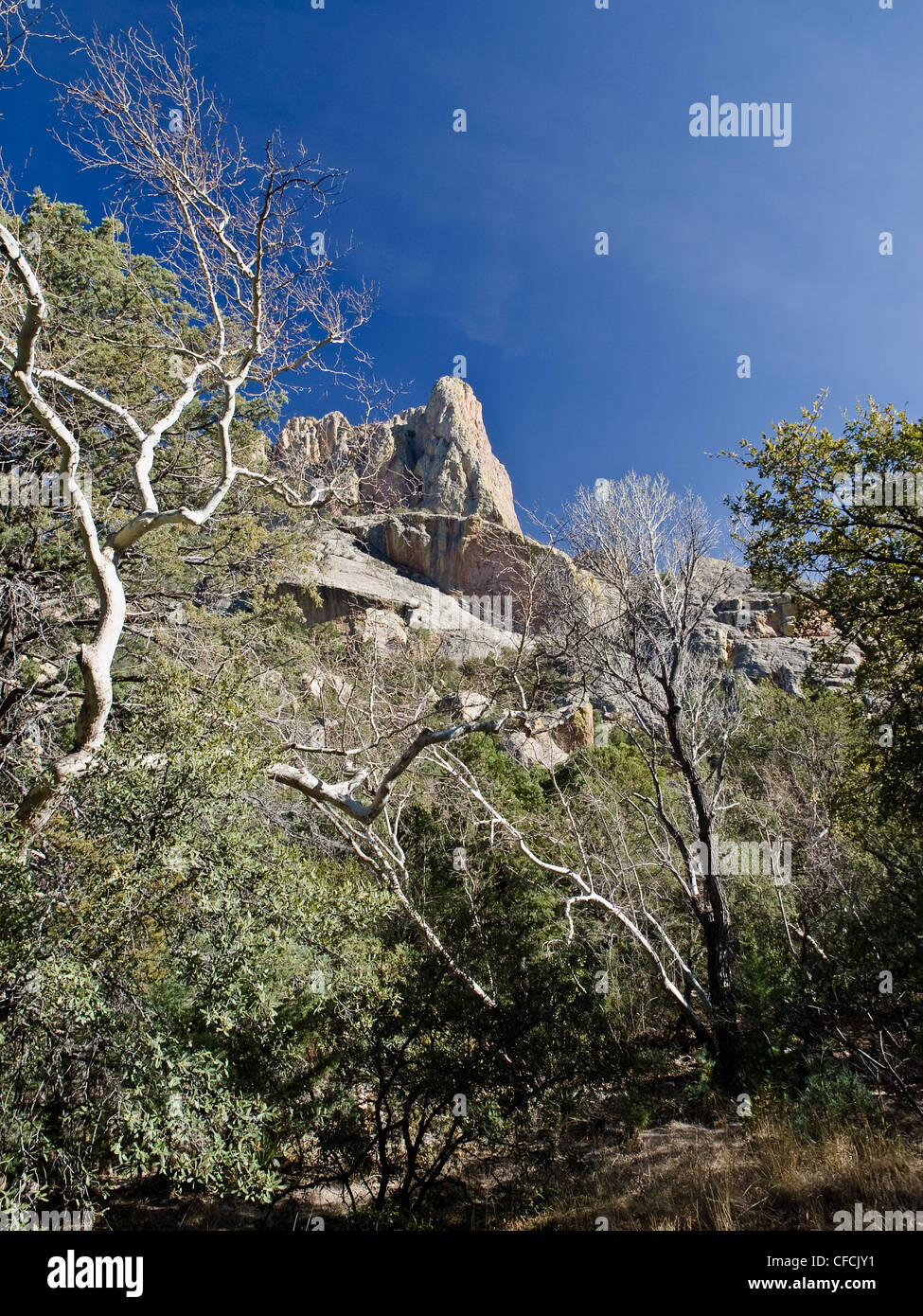 High Desert Trees Stock Photo - Alamy