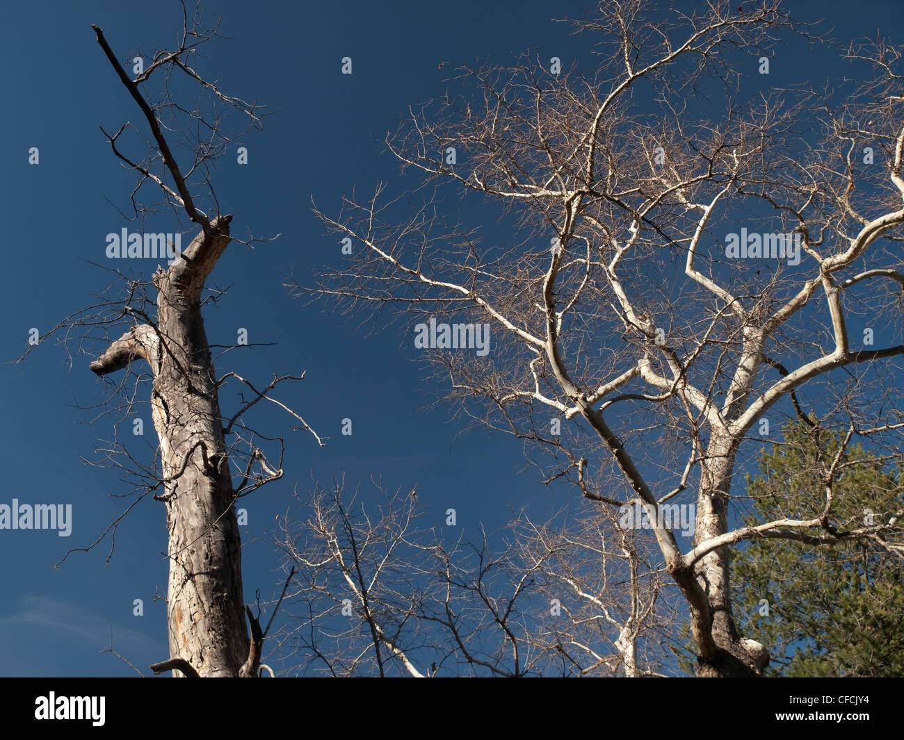 High Desert Trees Stock Photo - Alamy