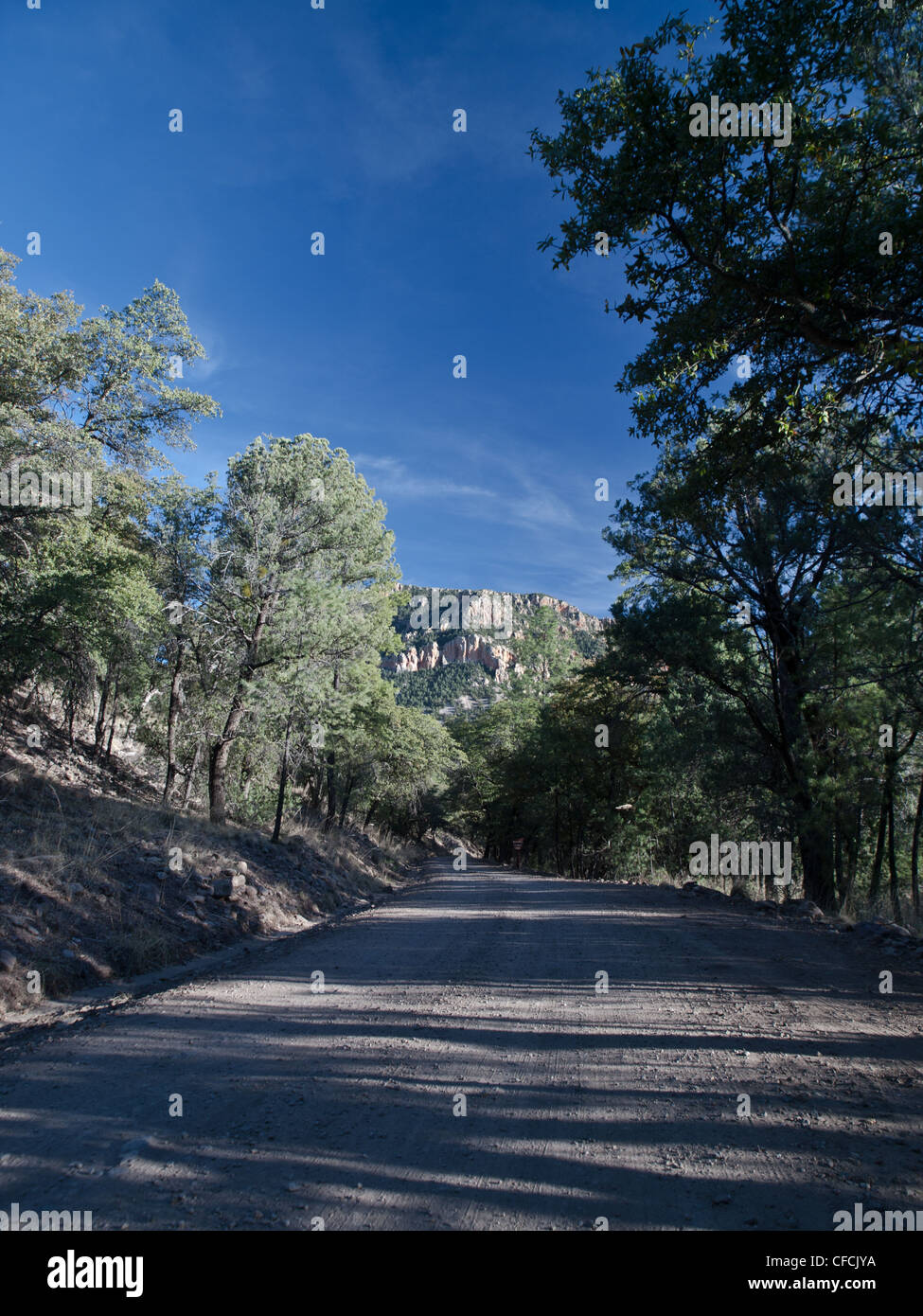 High Desert Trees Stock Photo - Alamy