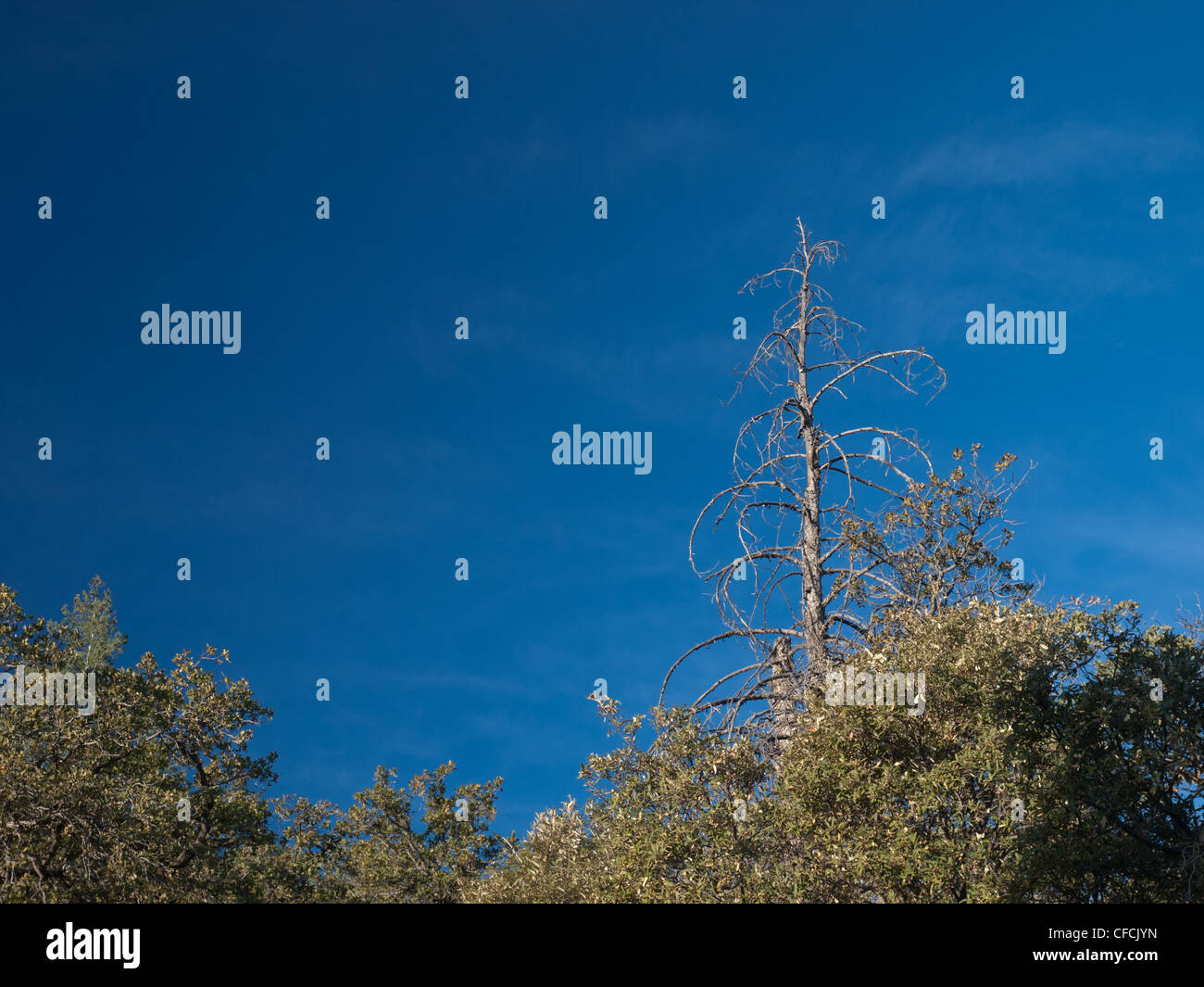High Desert Trees Stock Photo - Alamy