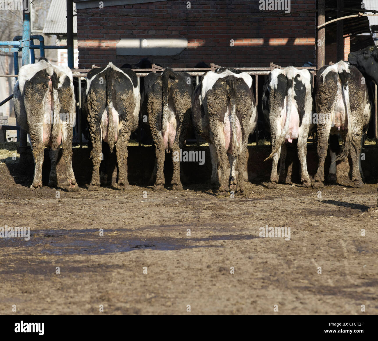 Cows at a milk farm in suburb of Beijing, China. 06-Mar-2012 Stock ...