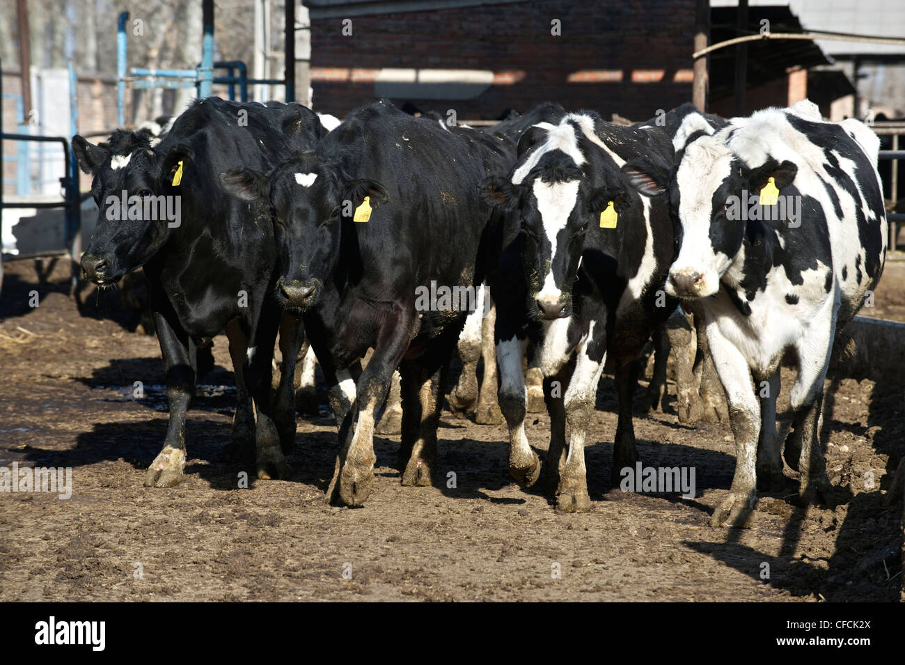 Chinese milk farm hi-res stock photography and images - Alamy