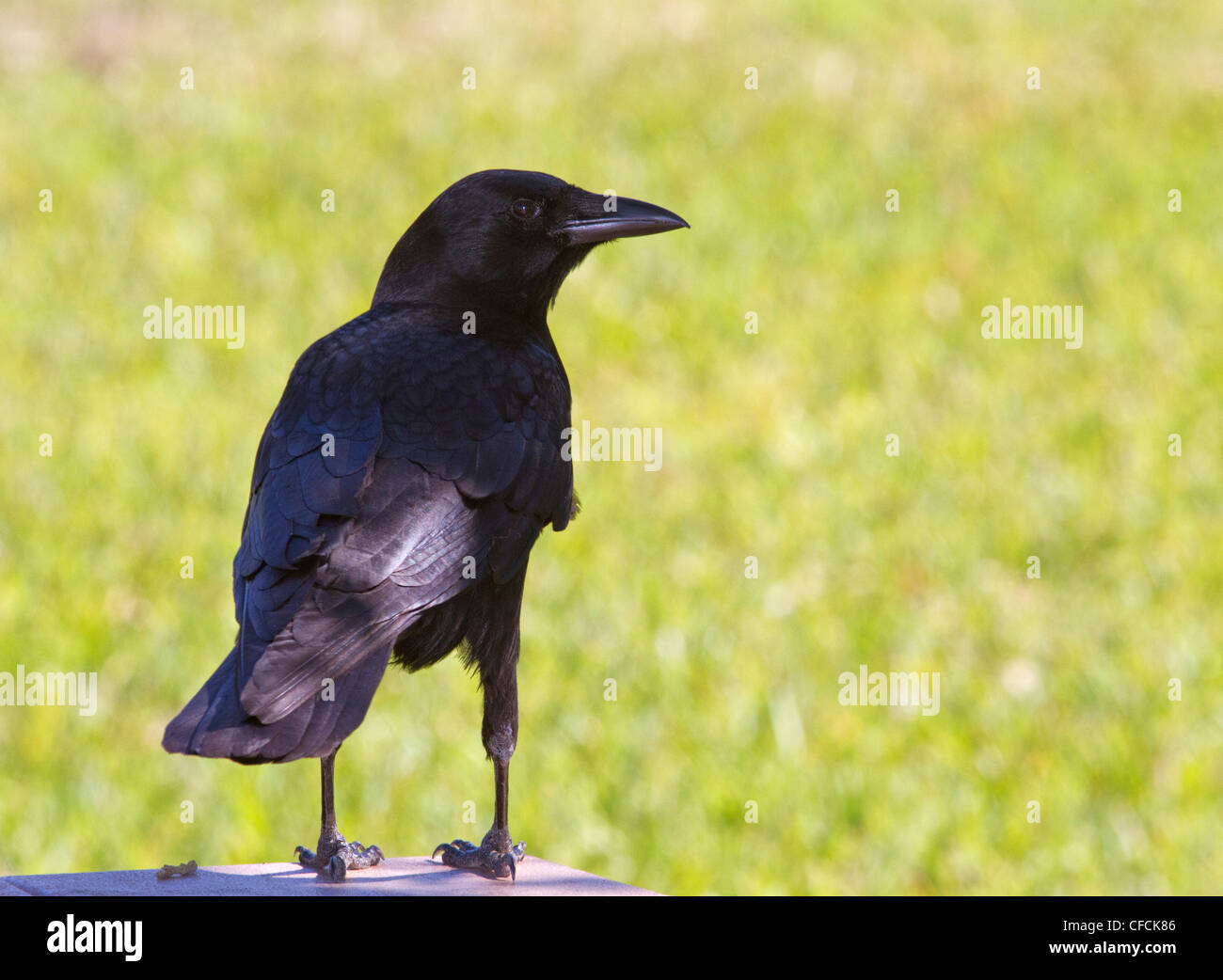 American crow in shadow (Corvus brachyrhynchos Stock Photo - Alamy