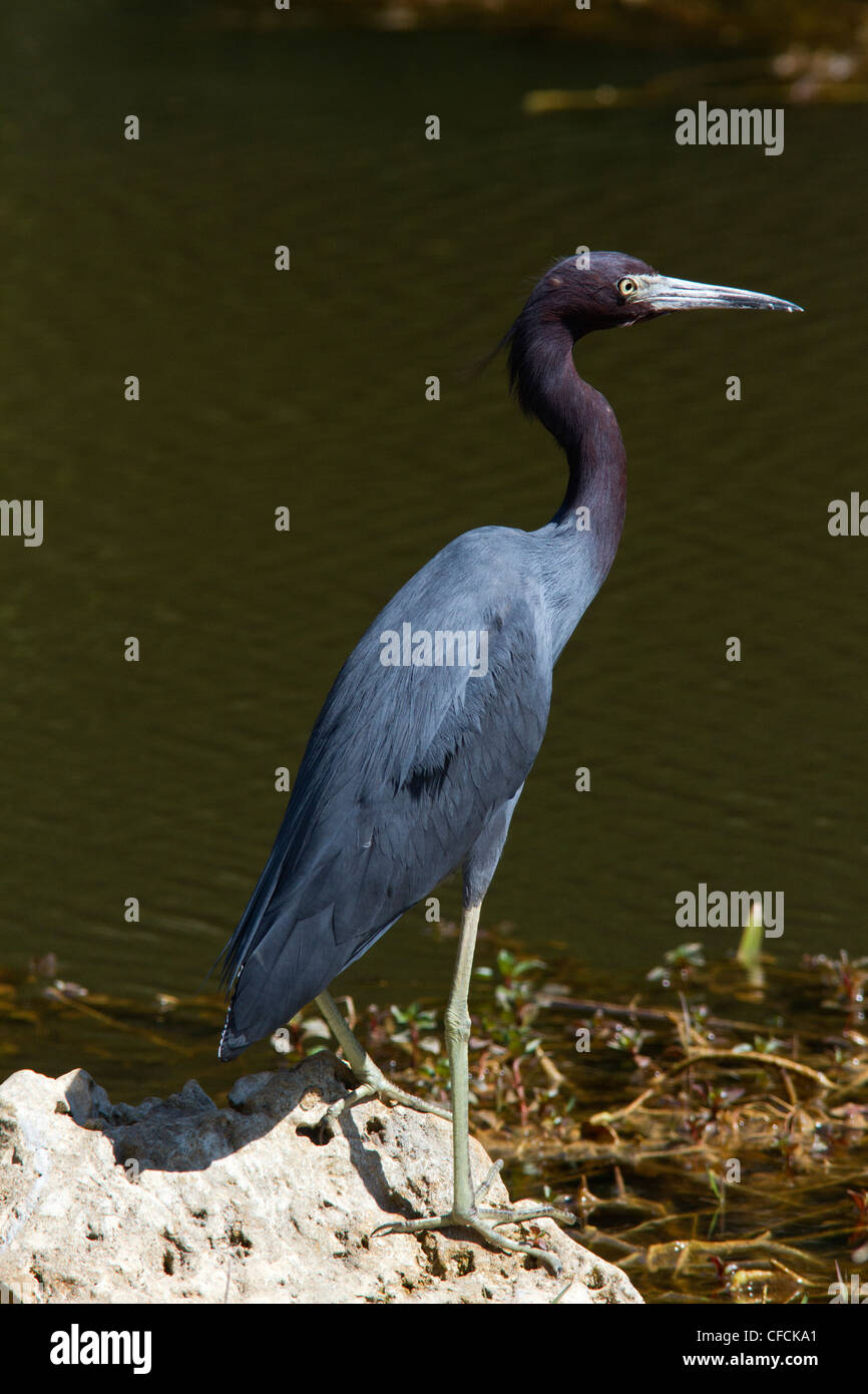 Heron sunning hi-res stock photography and images - Alamy