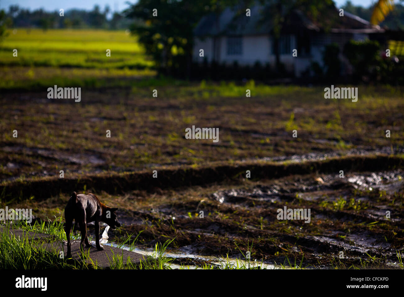 Kalibo aklan the philippines hi-res stock photography and images - Alamy
