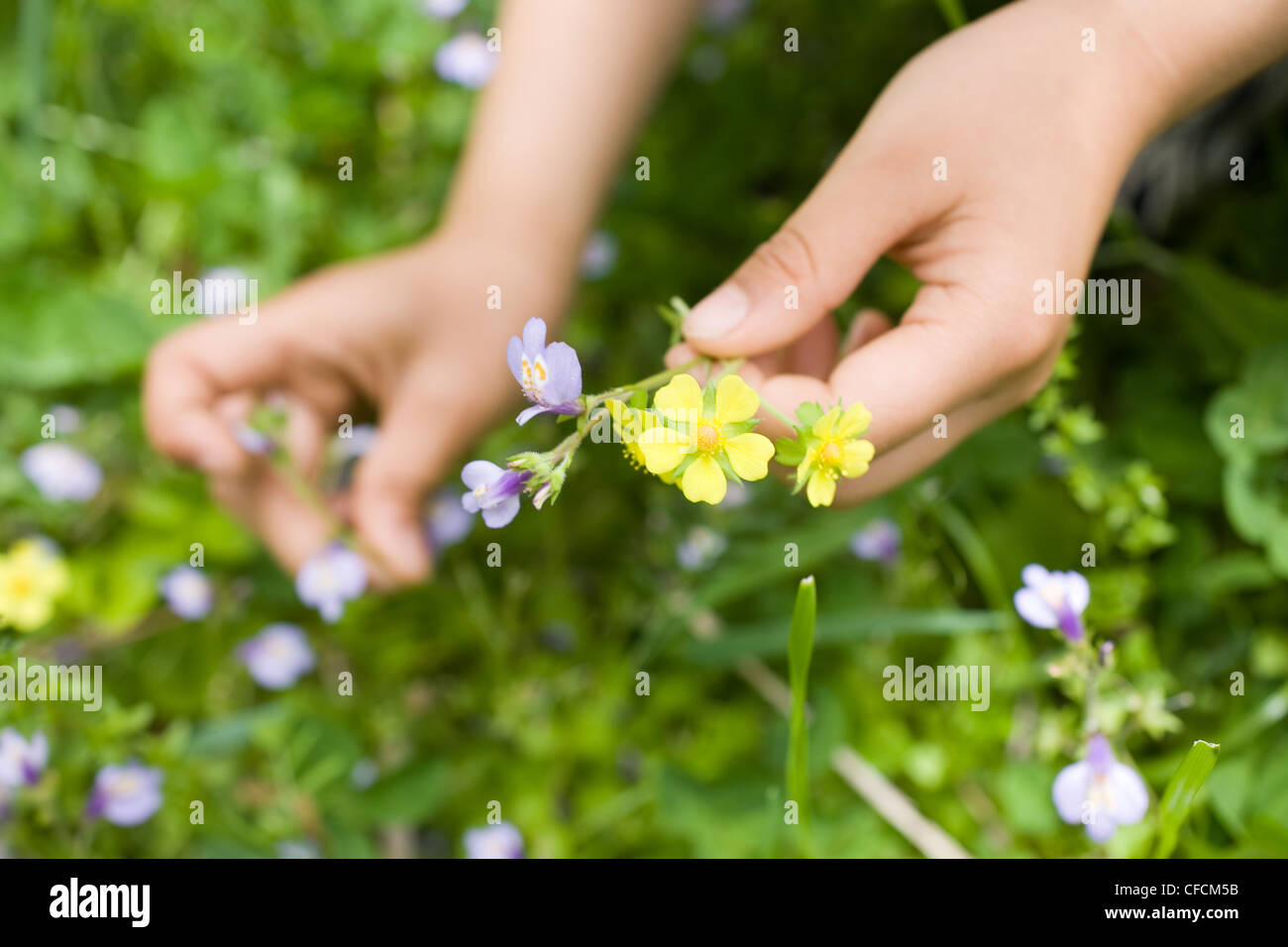 Close-up of child's hands picking up flowers Stock Photo - Alamy