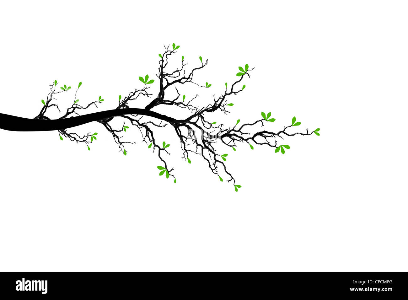Branch of spring tree isolated on white background Stock Photo - Alamy
