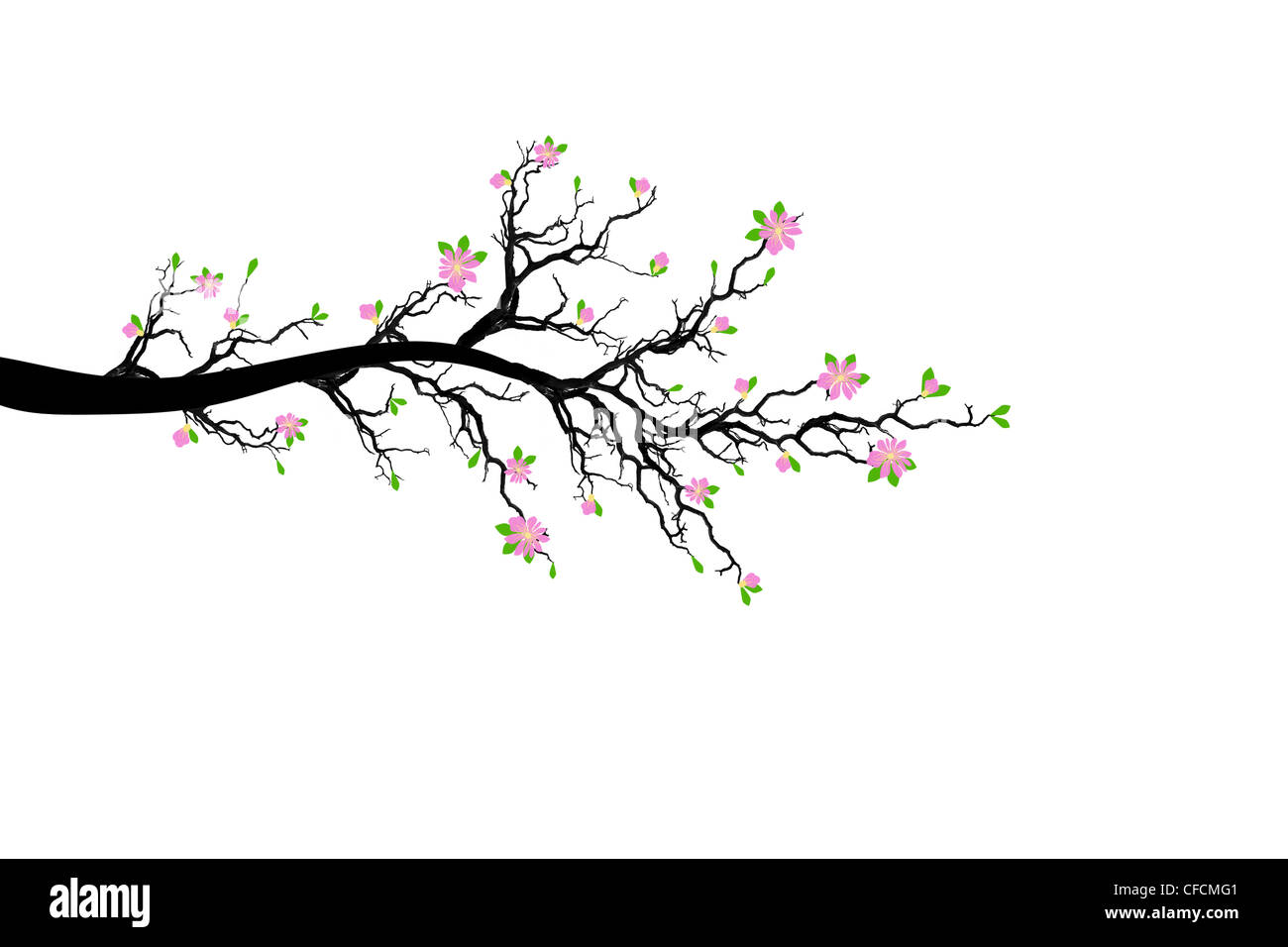 Branch of spring tree isolated on white background Stock Photo - Alamy