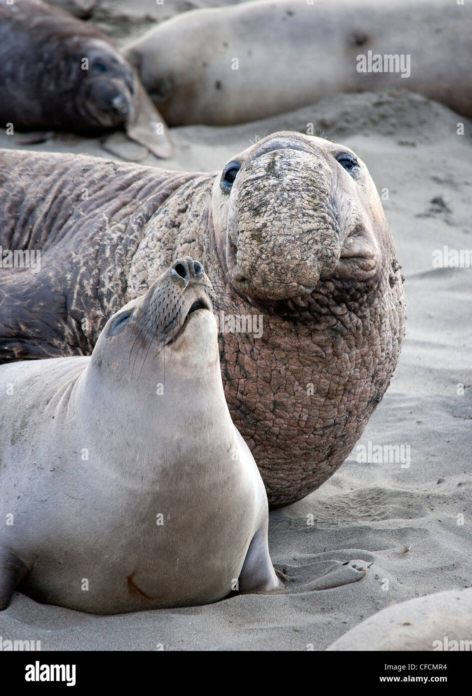 Female Elephant Seals High Resolution Stock Photography and Images - Alamy