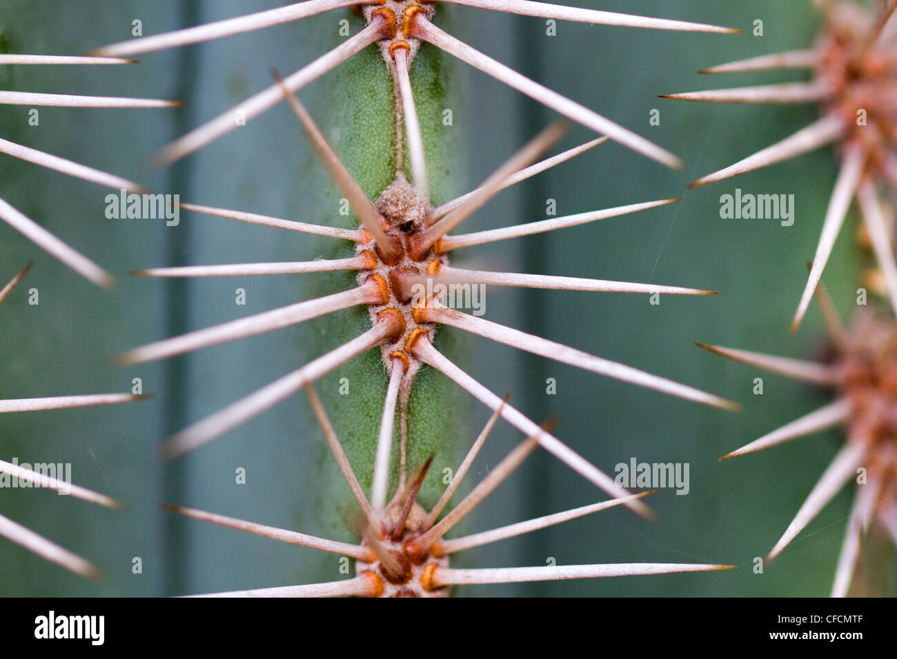 Cactus Spines; close up Stock Photo - Alamy
