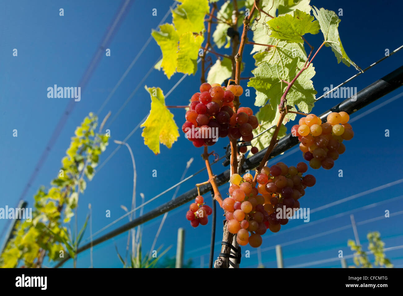 Leon millot grape hi-res stock photography and images - Alamy