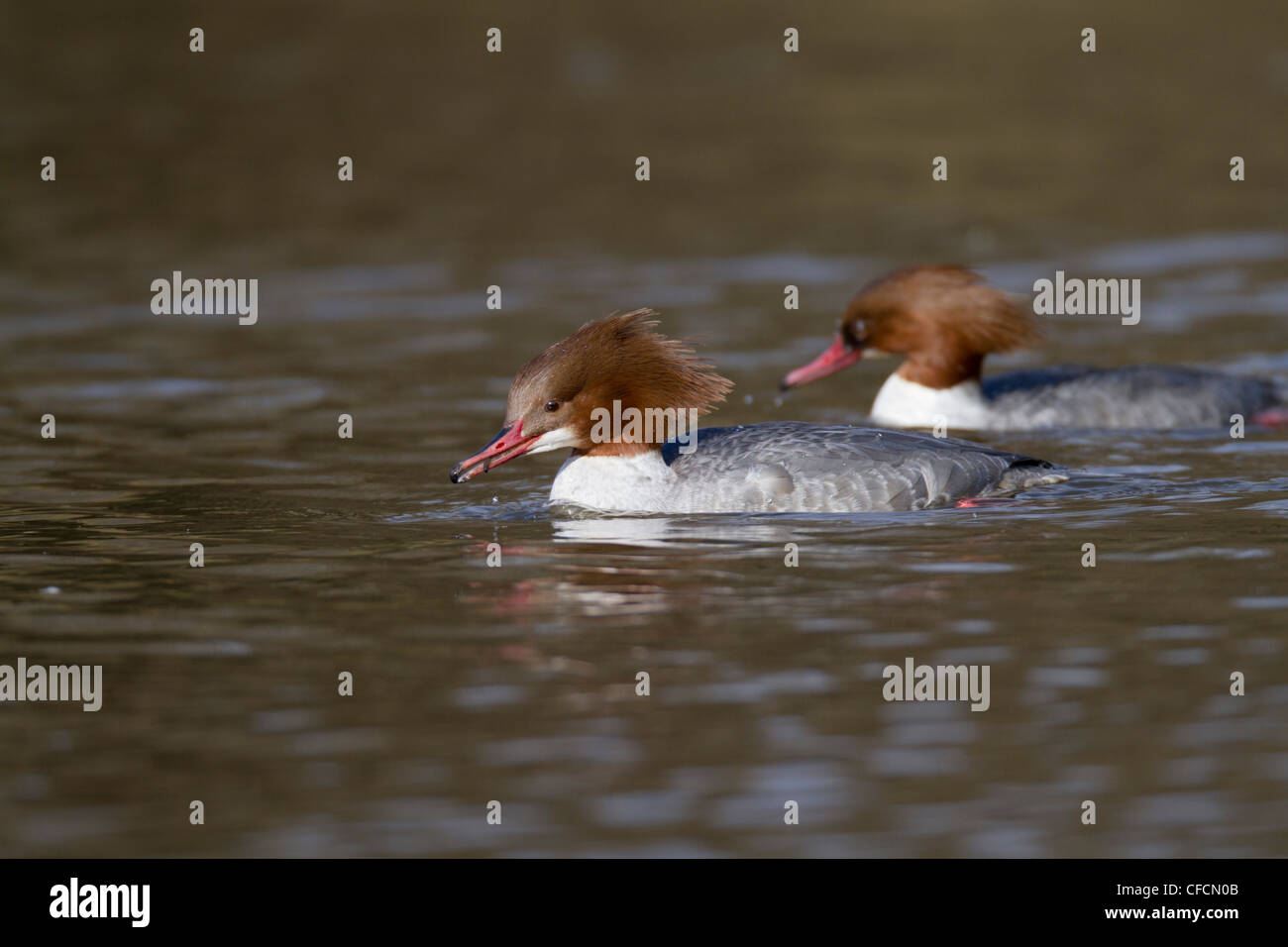 Female mergus merganser hi-res stock photography and images - Alamy