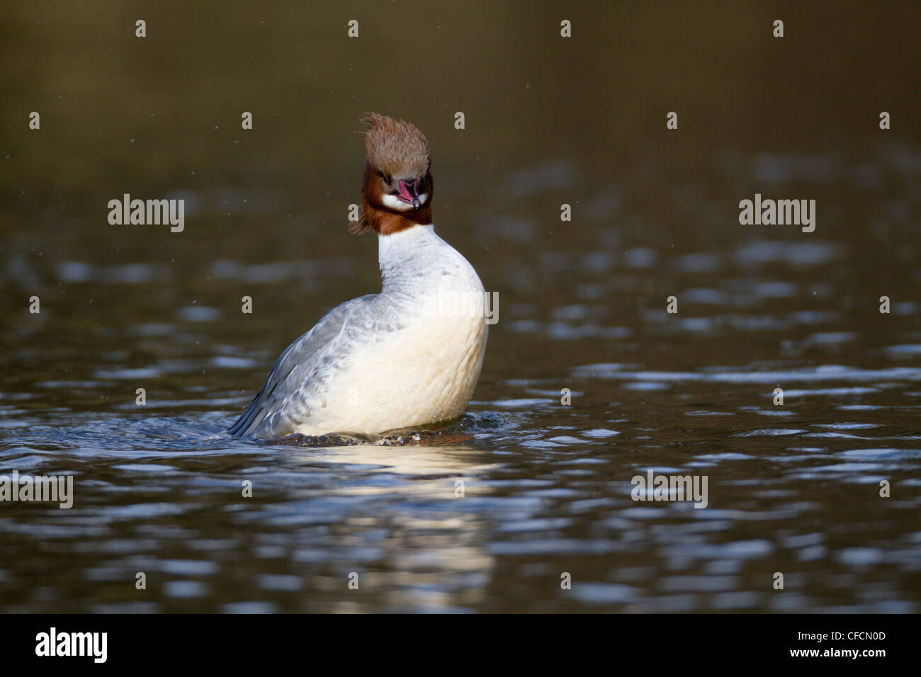 Goosander; Mergus merganser; female; Cornwall; UK Stock Photo - Alamy